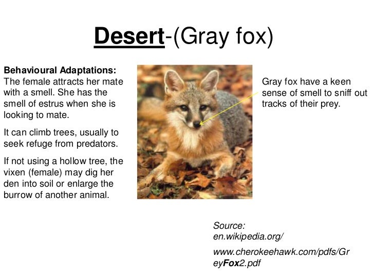 My adaptation learning