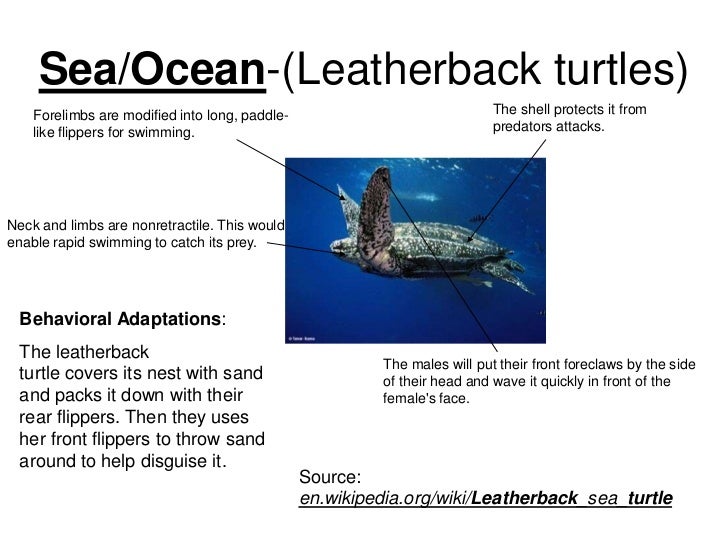 My adaptation learning