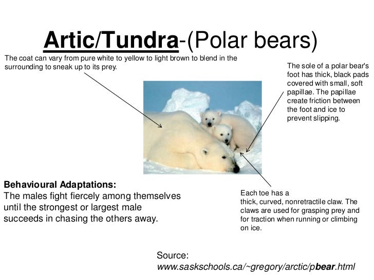 My adaptation learning