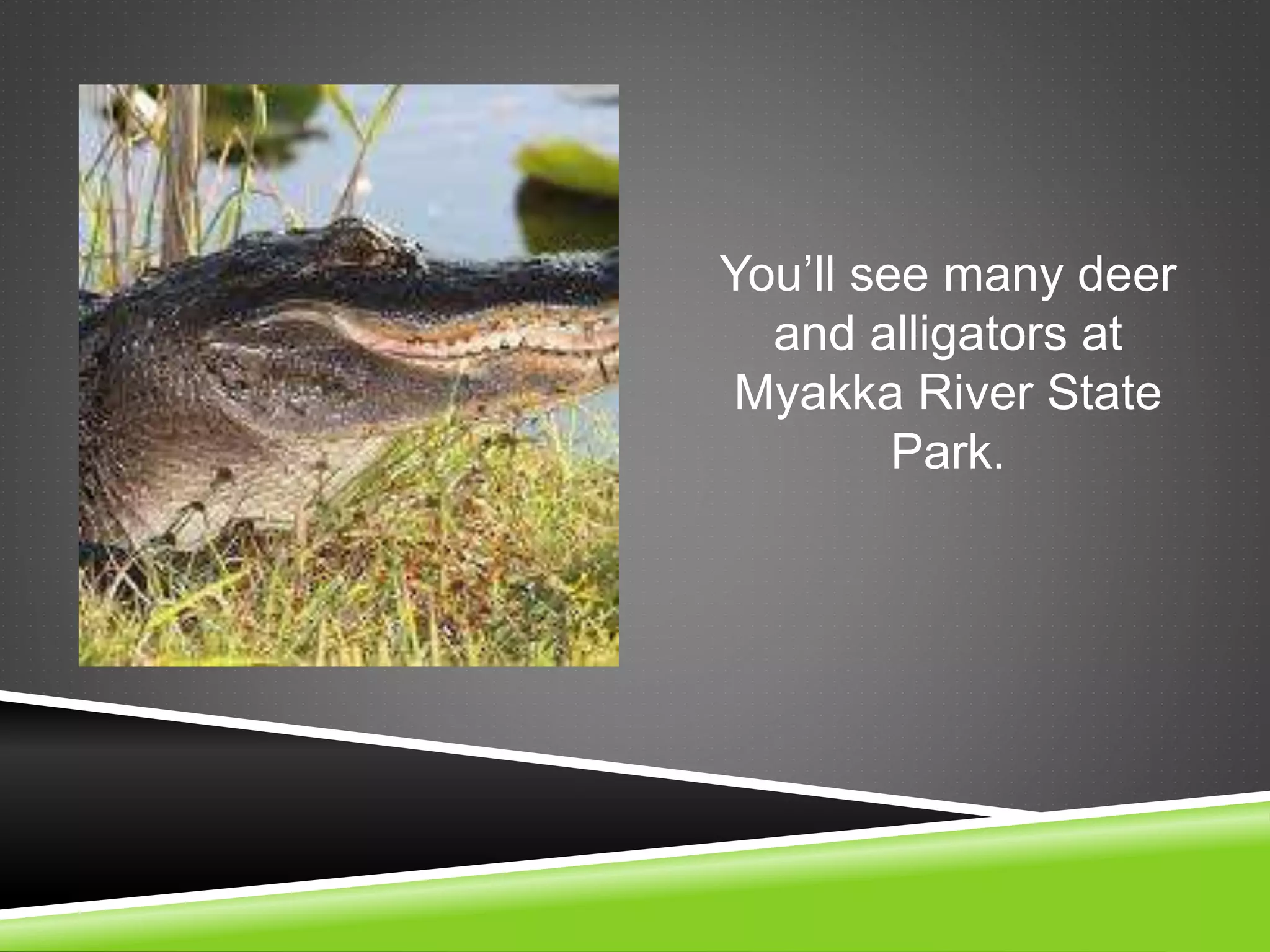 Cabins at Myakka River State Park in Florida | PPT