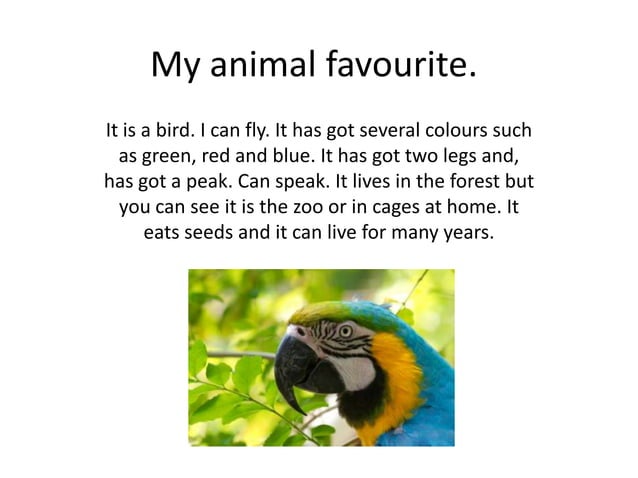 My animal favourite | PPTX | Birds | Pets