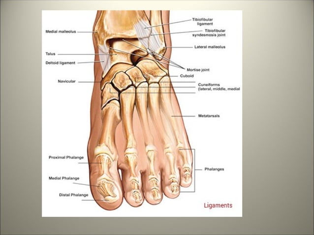My ankle and foot MSK ultrasound (2).pdf