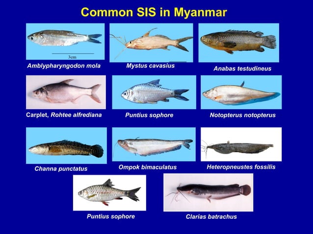 Fisheries and Finfish Aquaculture in Myanmar. By San Aung, Nilar Shein ...