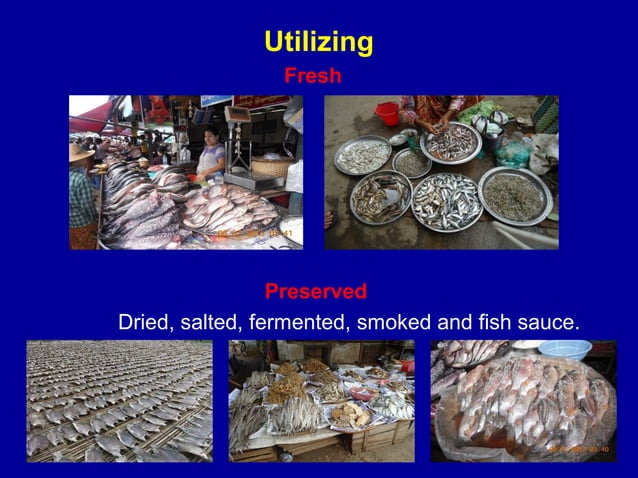 Fisheries and Finfish Aquaculture in Myanmar. By San Aung, Nilar Shein ...