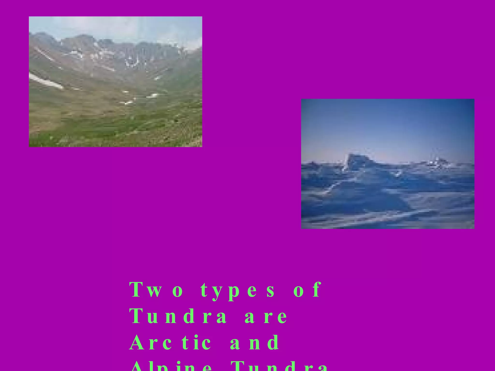 My Arctic Tundra Project!Custer | PPT