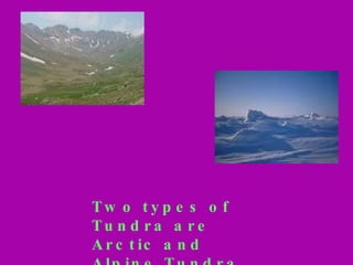 My Arctic Tundra Project!Custer | PPT