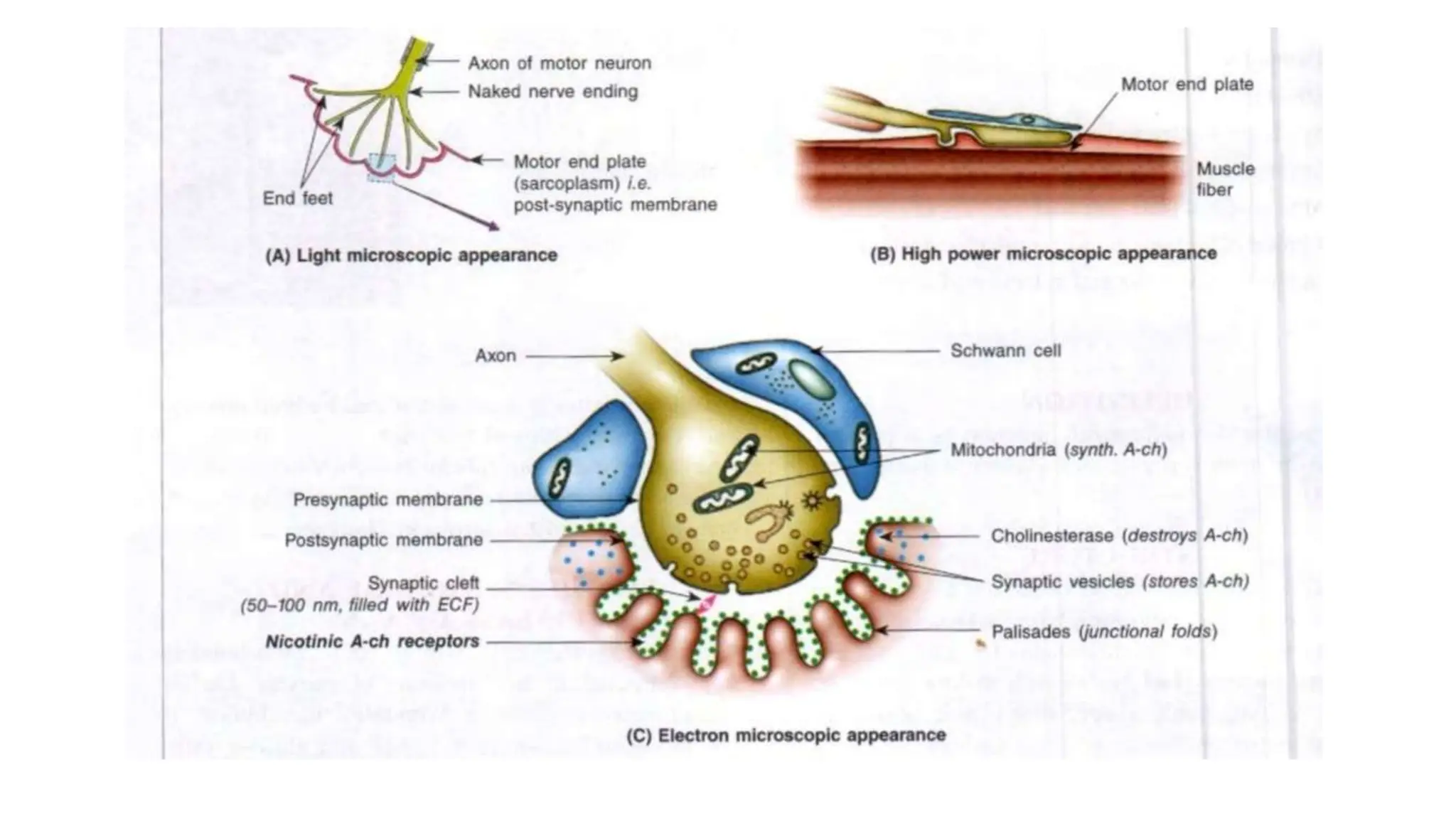 myasthenia gravis.pptx | Diseases and Conditions | Medical Health
