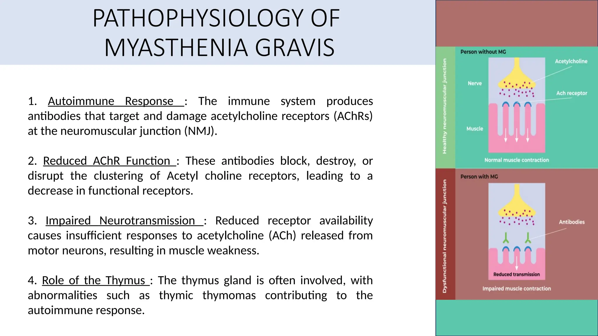 Myasthenia gravis and Drugs used in it.pptx