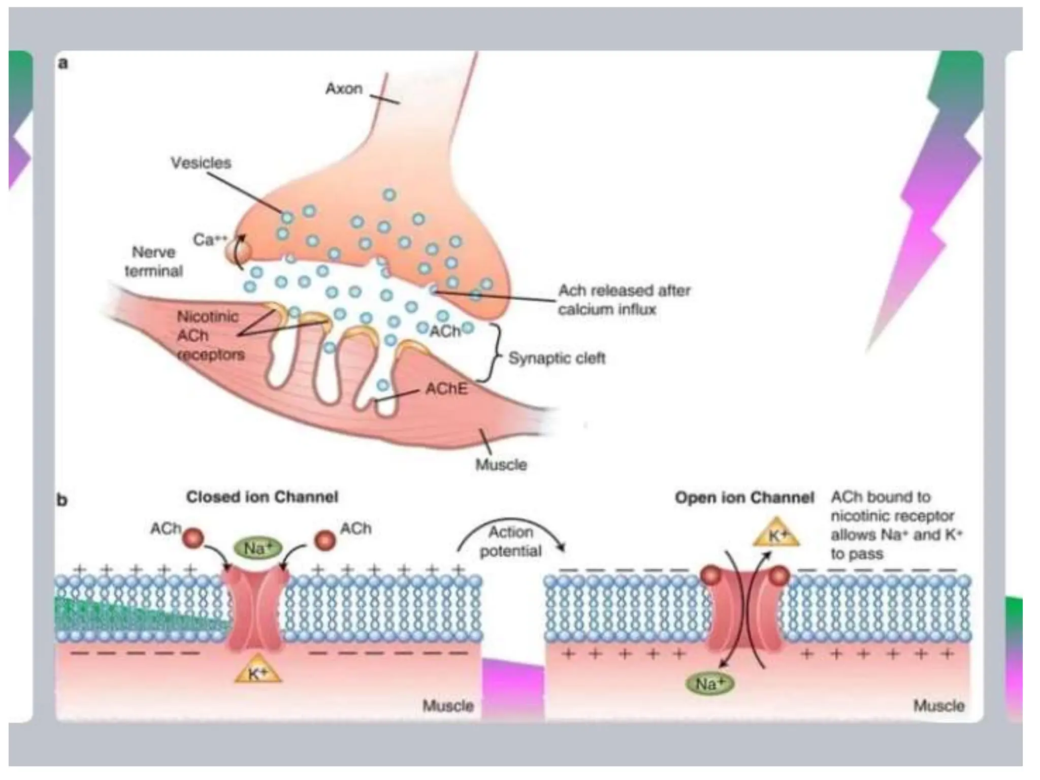 myasthenia gravis and lambert eaton syndrome.pptx
