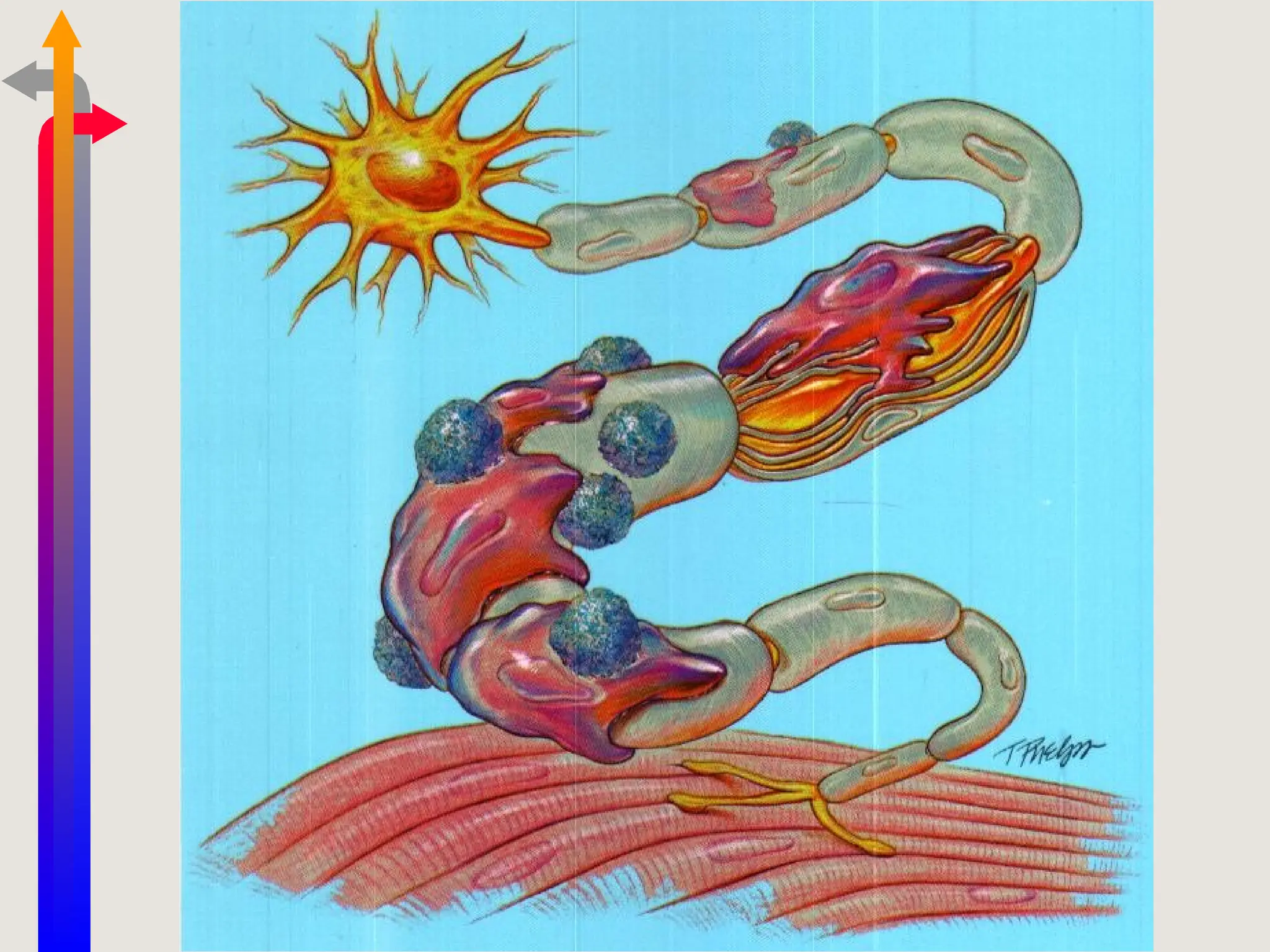 Myasthenia Gravis and other neuromuscular diseases.pptx