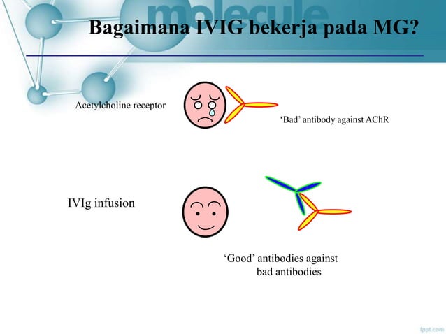 Myasthenia gravis gathering | PPT