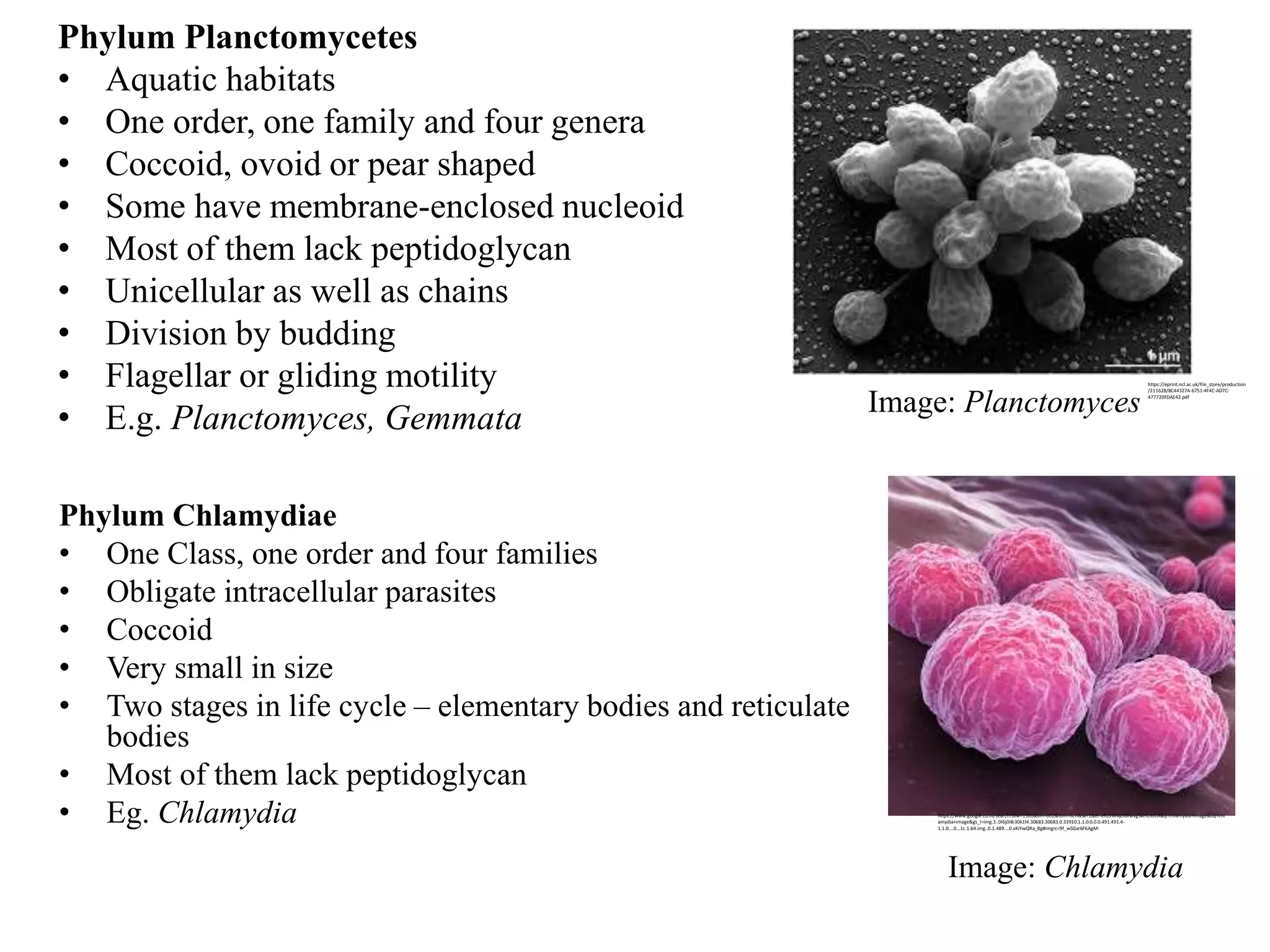 Bacterial Taxonomy | PPTX