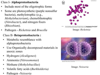 Bacterial Taxonomy | PPTX