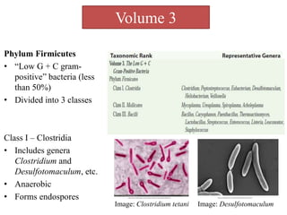 Bacterial Taxonomy | PPTX