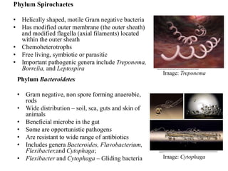 Bacterial Taxonomy | PPTX