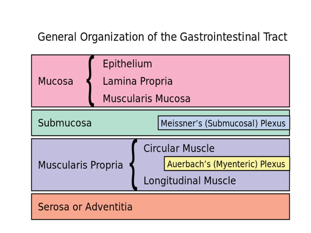 CLINICAL ASPECTS OF BASTI AND ITS MODE OF ACTION | PPTX