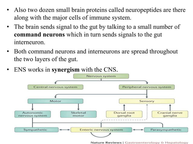 CLINICAL ASPECTS OF BASTI AND ITS MODE OF ACTION | PPTX