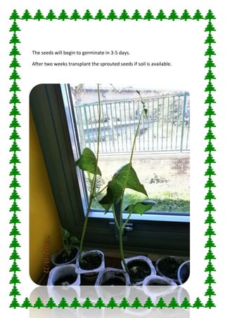 My bean plant | DOCX