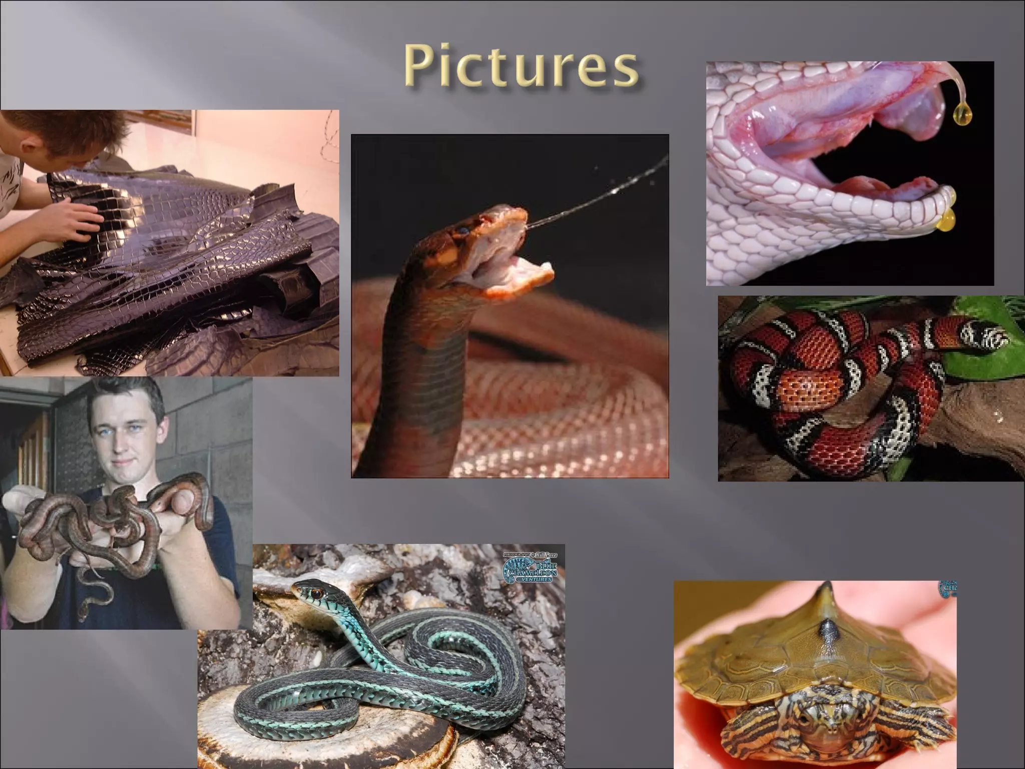My big issue with hunting reptiles | PPT