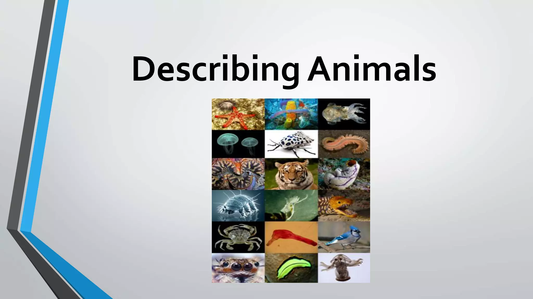 My blog power point describing animals | PPTX