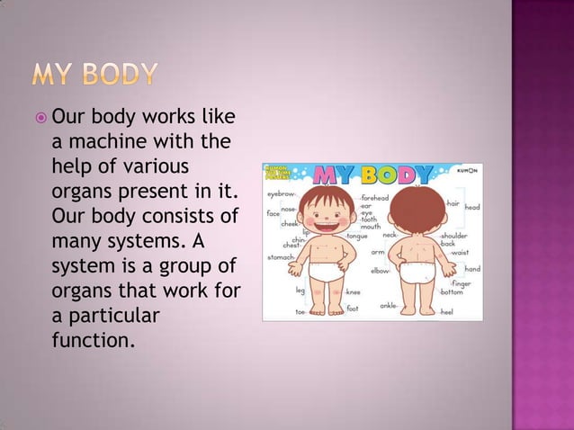 My body | PPT