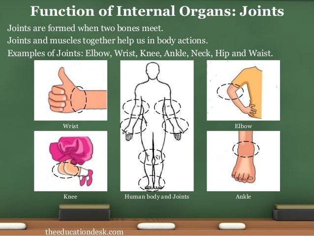 Human Body Middle School Health Class