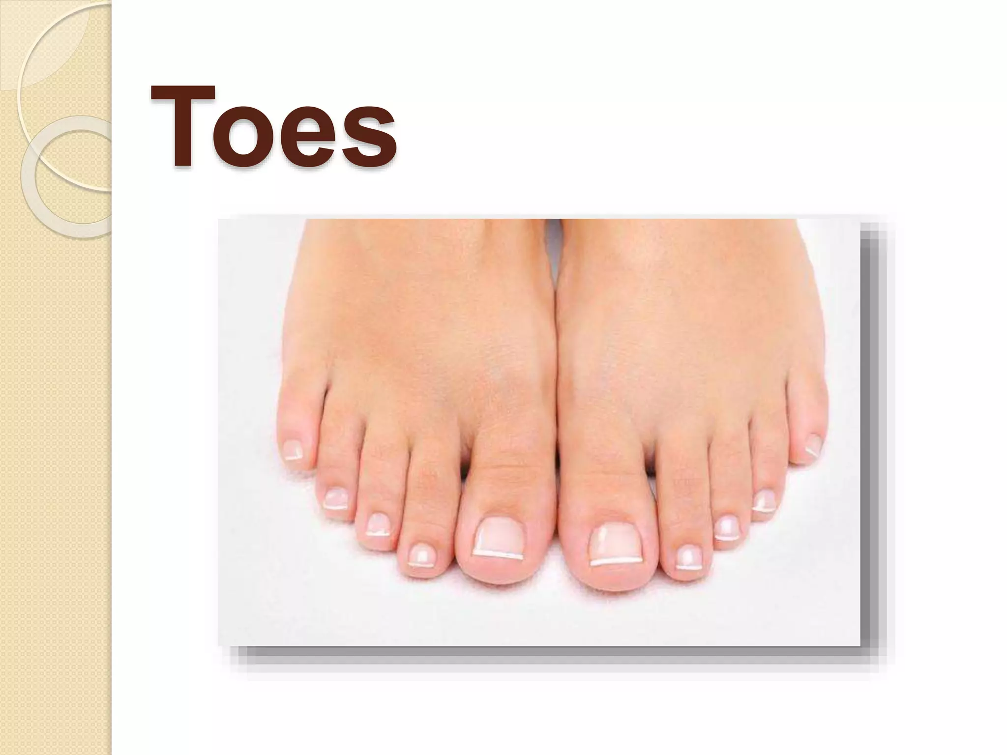 Parts of the body | PPTX