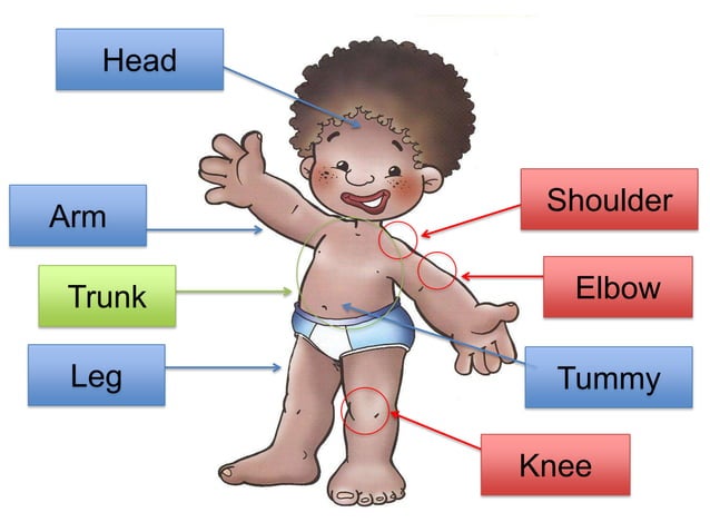 My body and head | PPT