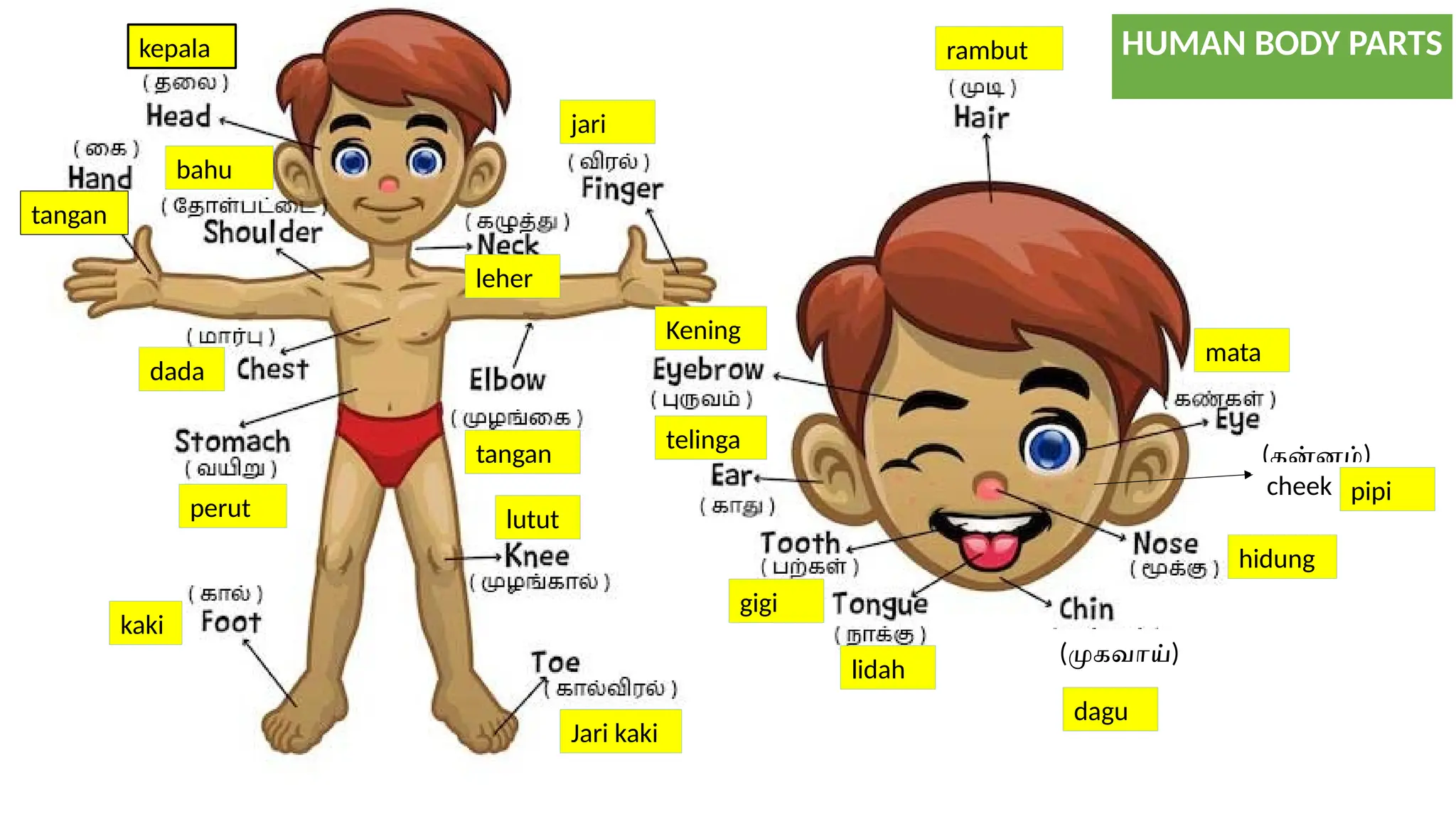 HUMAN BODY PARTS PRESCHOOL READING CARD | PPTX