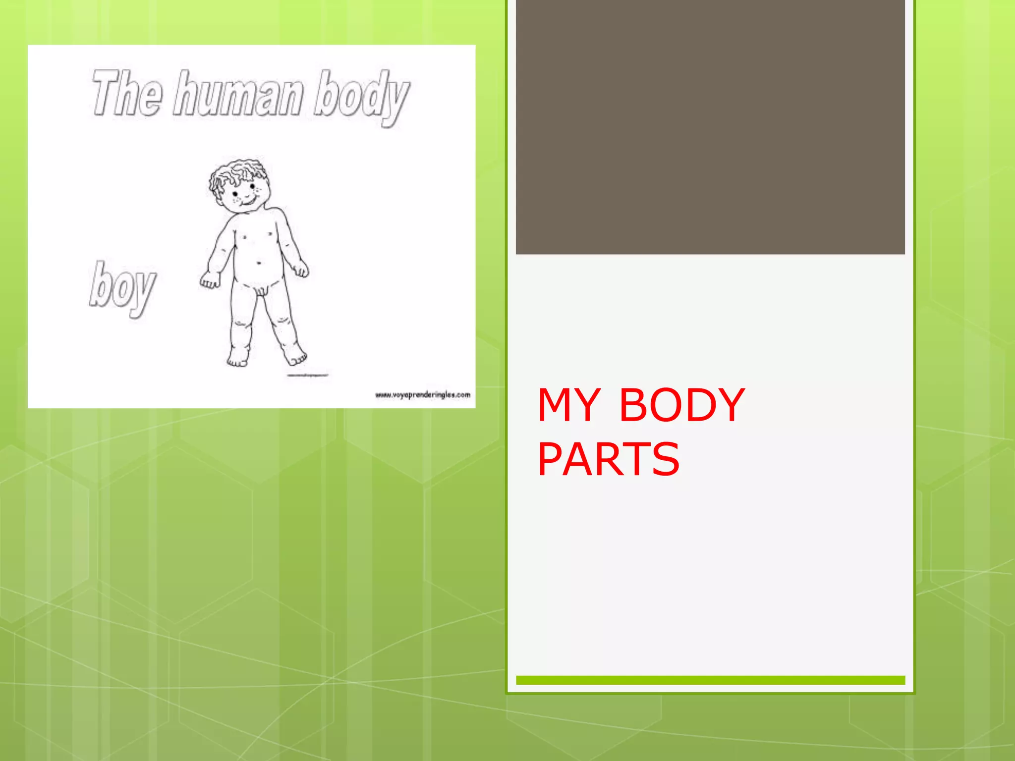 My body parts | PPTX