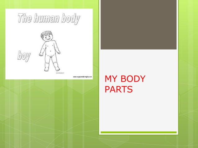 My body parts | PPTX