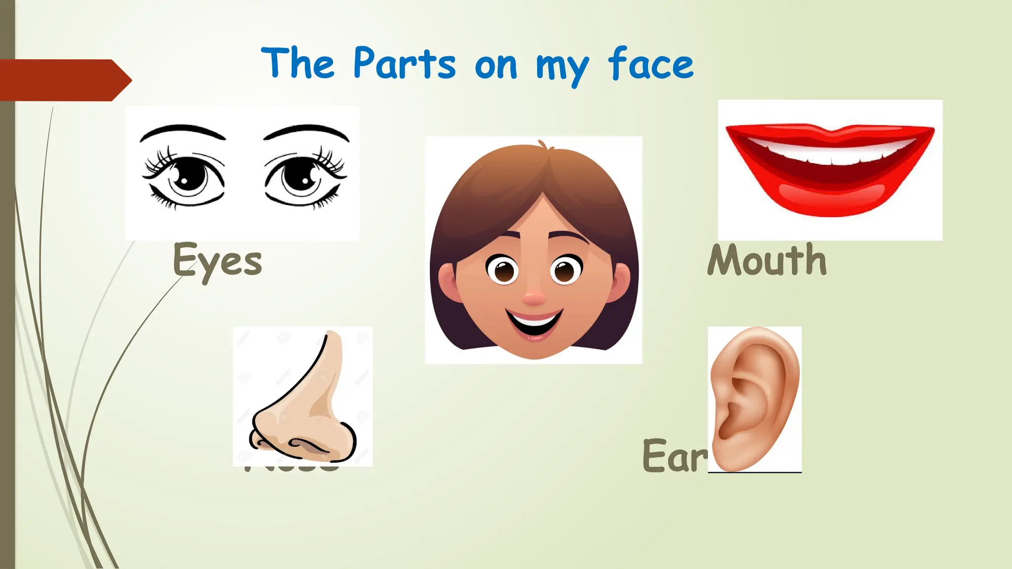 My Body Parts, Human body parts in english | PPTX