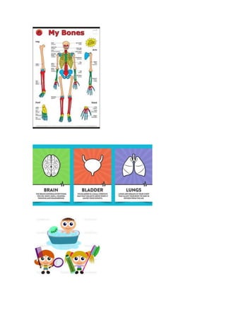 My body word document flor | DOCX