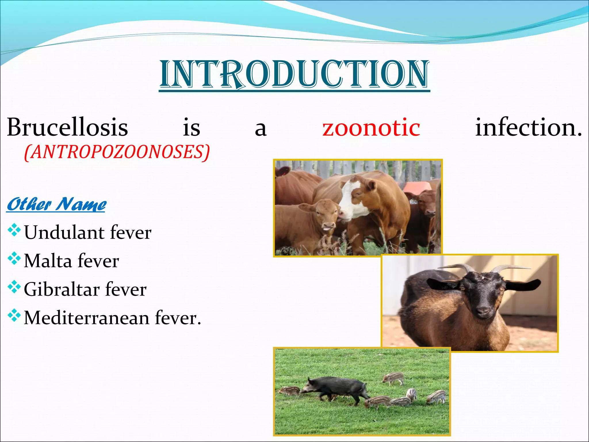 Brucellosis | PPT