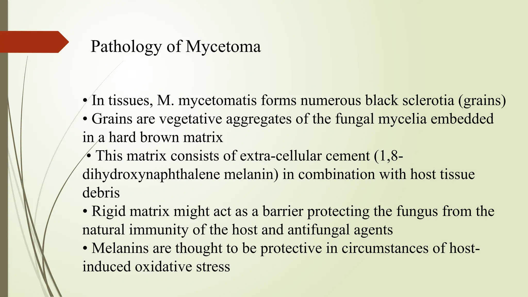 Mycetoma A thorn in flesh!!Mycetoma is a slowly progressive, chronic granulomatous infection of ...