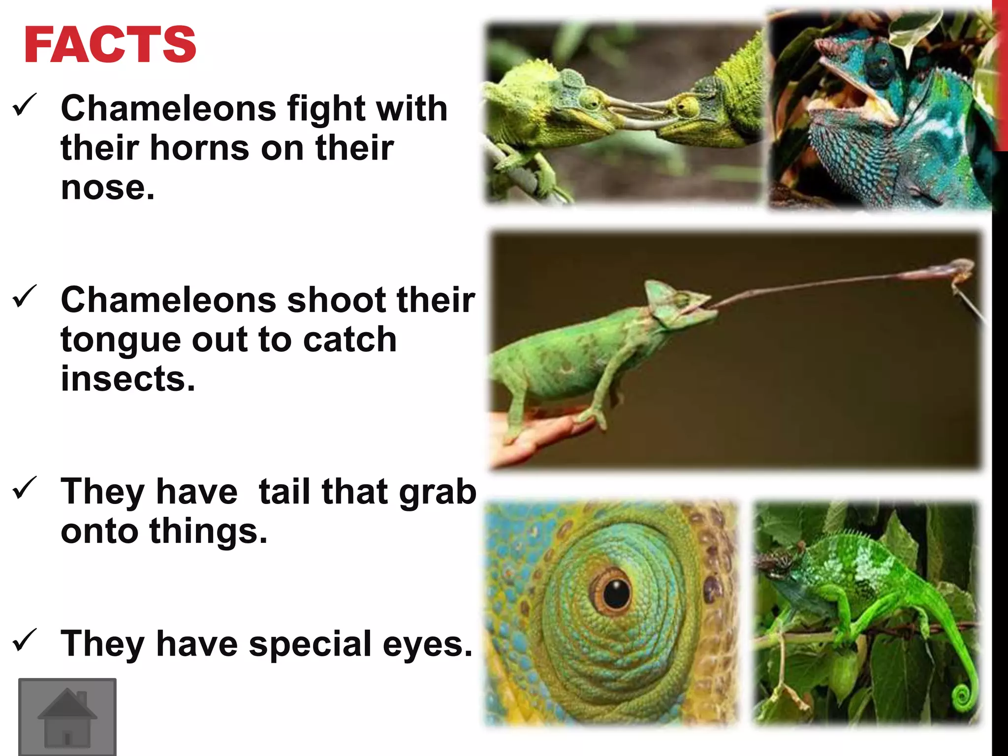 Chameleon - Report | PPTX