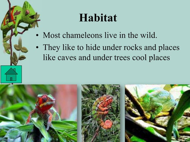 Chameleon - Report | PPTX | Reptiles | Pets