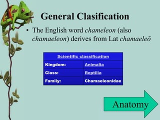 Chameleon Classification
