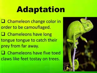 Chameleon Adaptations