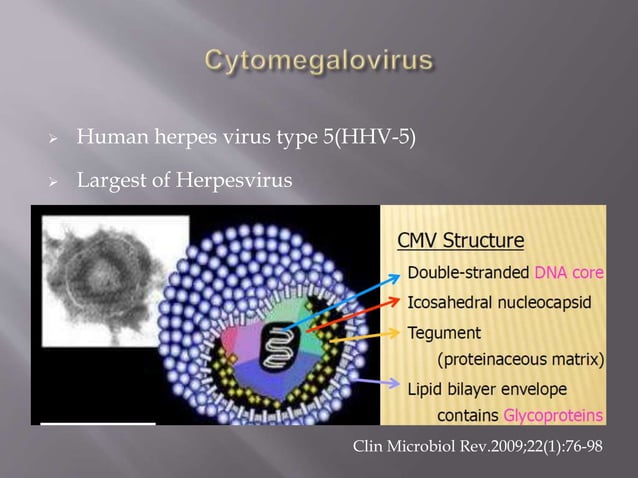CMV in Renal Transplant | PPTX | Infectious Diseases | Diseases and ...