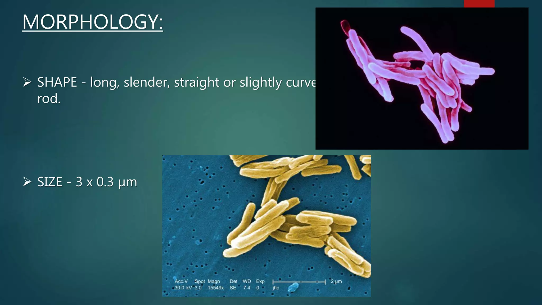 Mycobaceria tuberculosis | PPTX