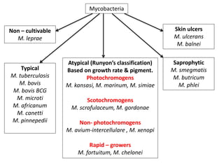 Mycobacteria | PPTX