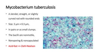 Mycobacteria: tuberculous and nontuberculous mycobact..pptx