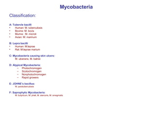 Mycobacteria | PPT