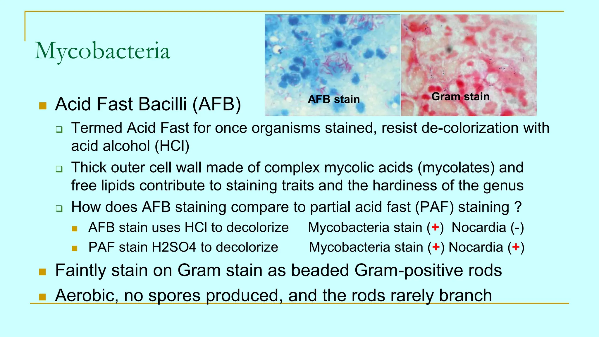 Mycobacteriology update 2024 Margie Morgan.ppt