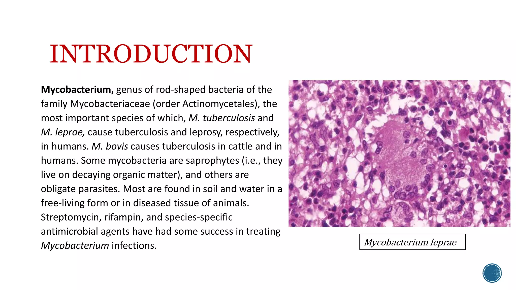 Mycobacterium | PPTX