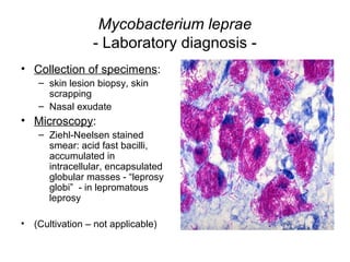 Mycobacterium | PPT