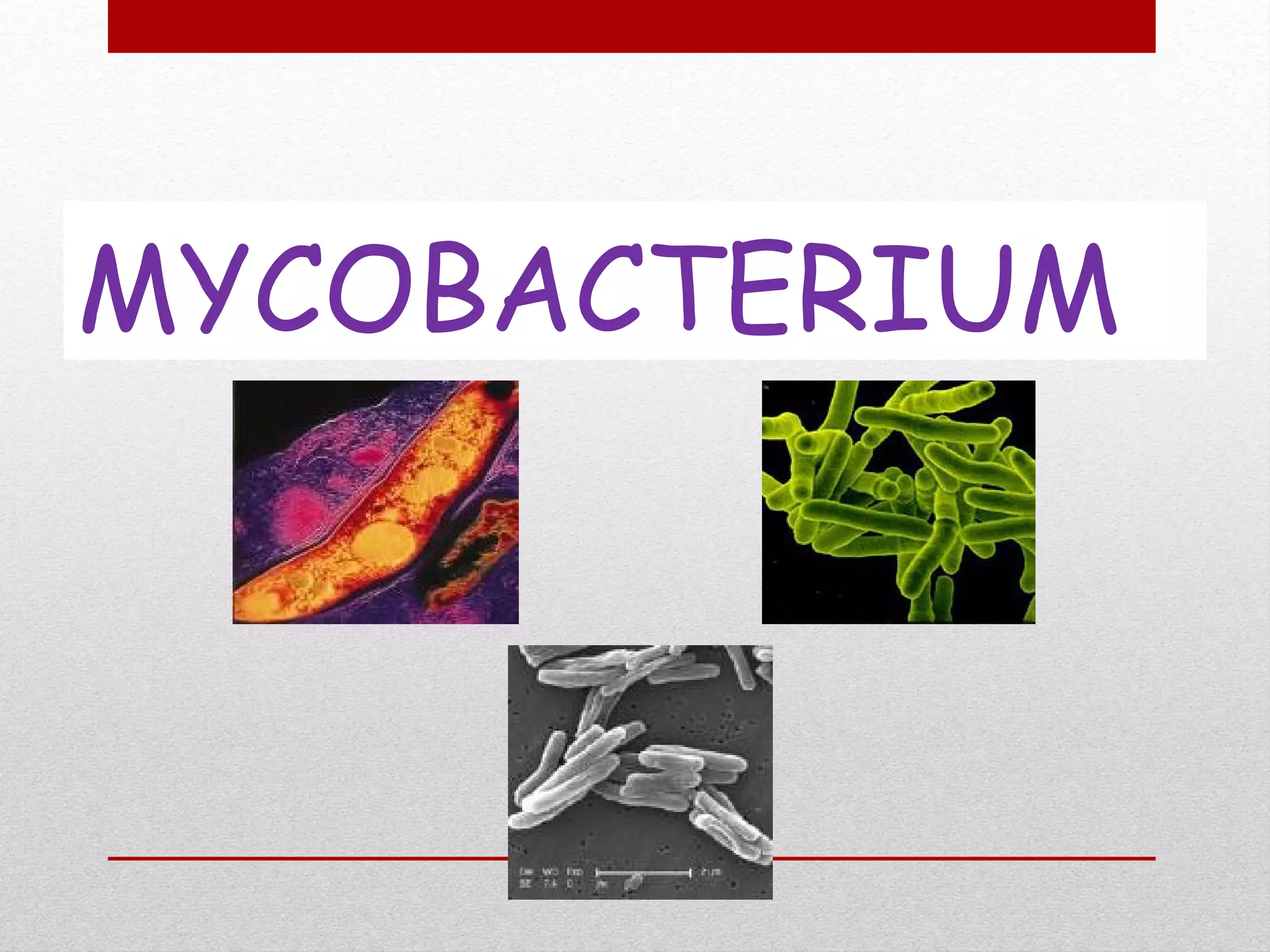 Mycobacterium | PPT