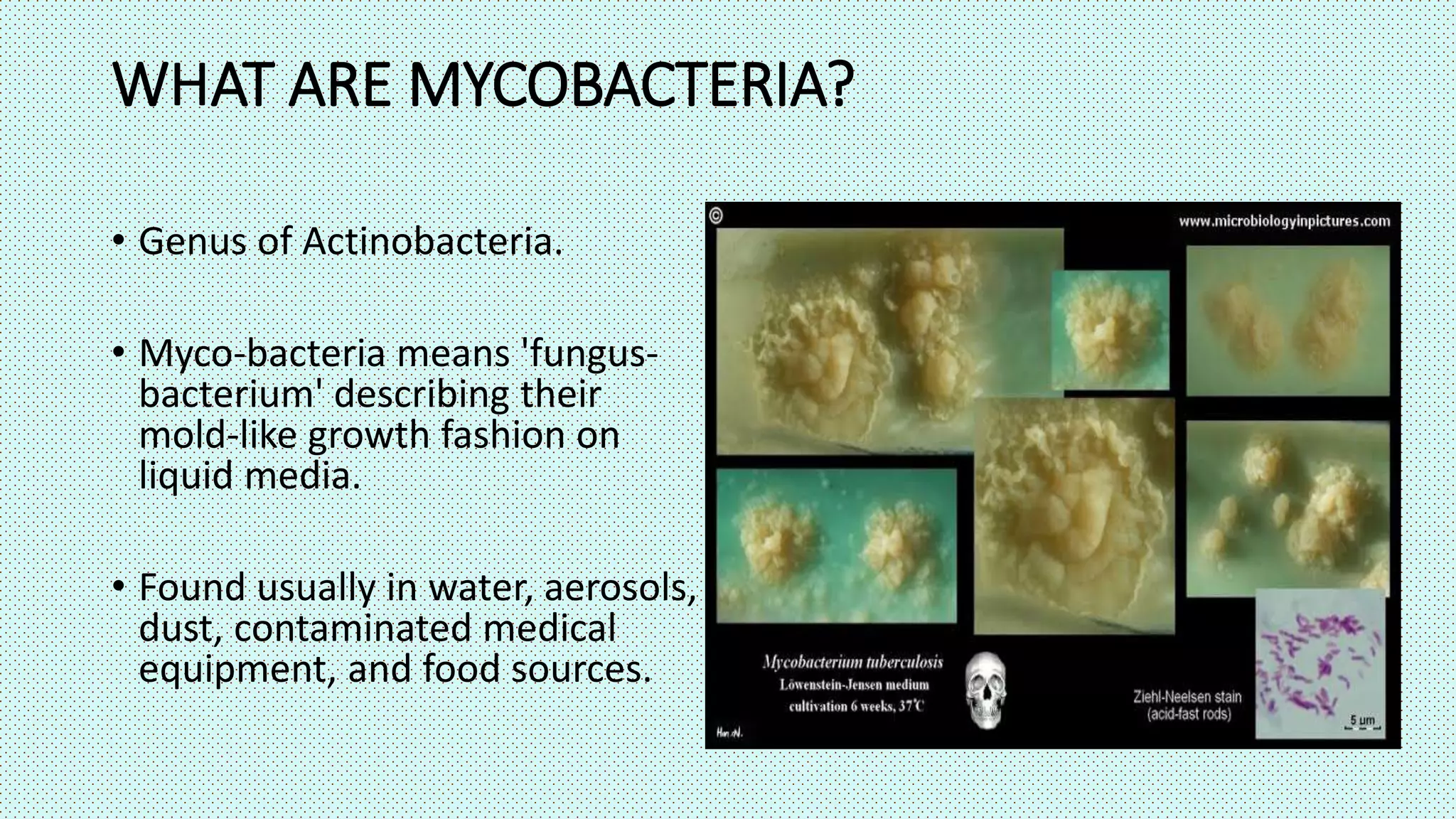 Mycobacteria | PPTX | Lung and Respiratory Health | Diseases and Conditions