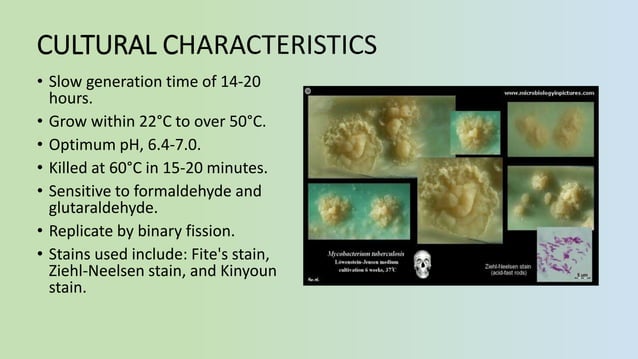Mycobacteria | PPTX | Lung and Respiratory Health | Diseases and Conditions